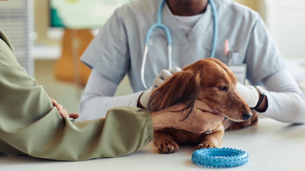 Battling Canine Cancer | Lone Tree Animal Care Center