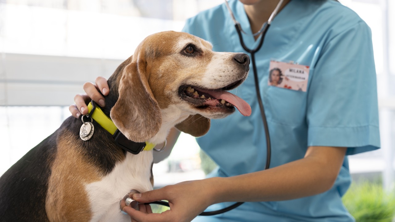 You & Your Vet | Lone Tree Animal Care Center