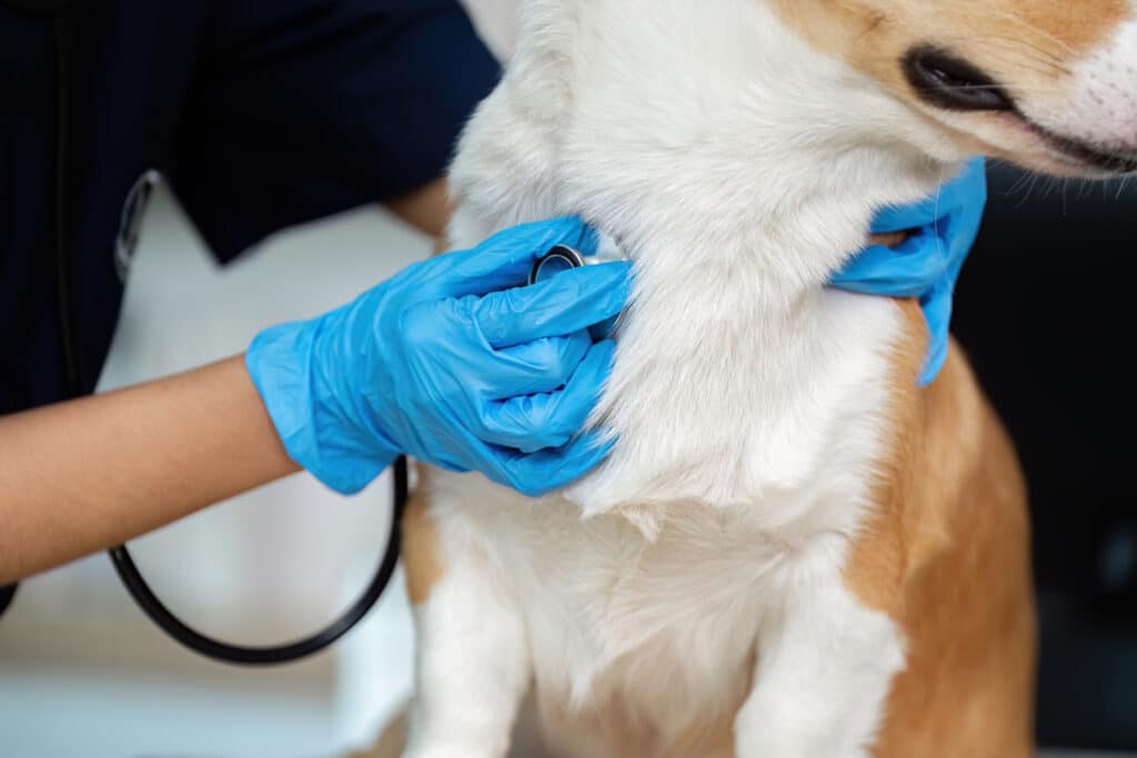 Decoding Your Pet's Vitals: A Quick Guide For Owners | Lone Tree Animal ...